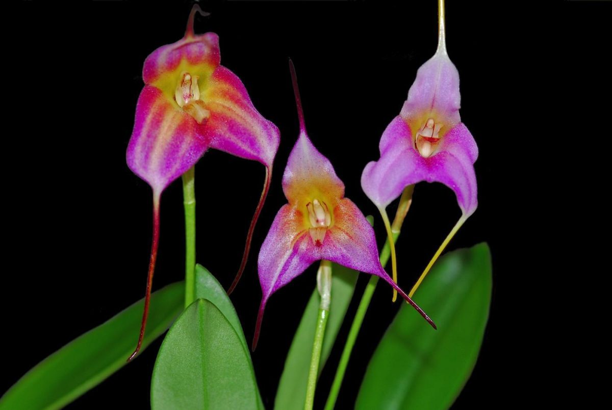 Orquídea Masdevallia, cuidados, cultivo y características 【Fotos】