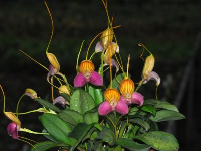 Orquídea Masdevallia, cuidados, cultivo y características 【Fotos】