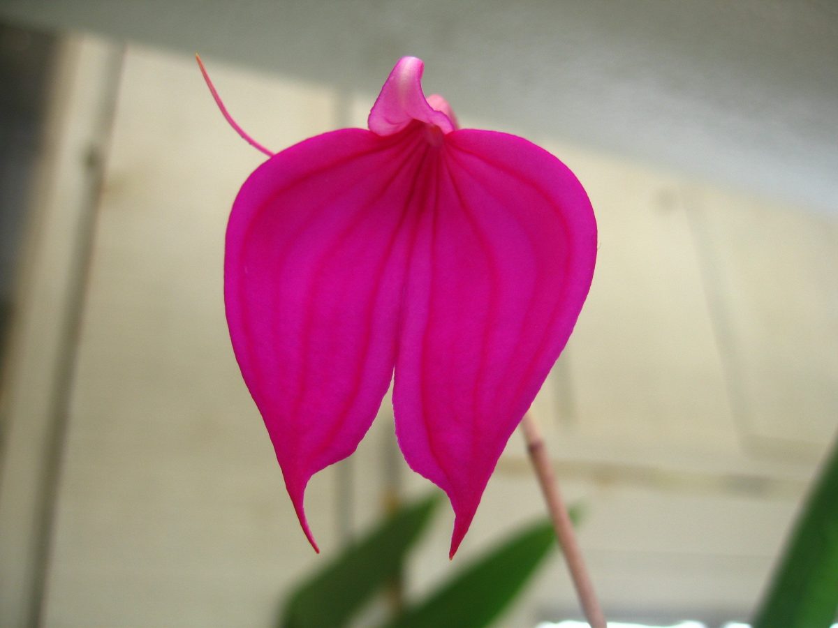Orquídea Masdevallia, cuidados, cultivo y características 【Fotos】