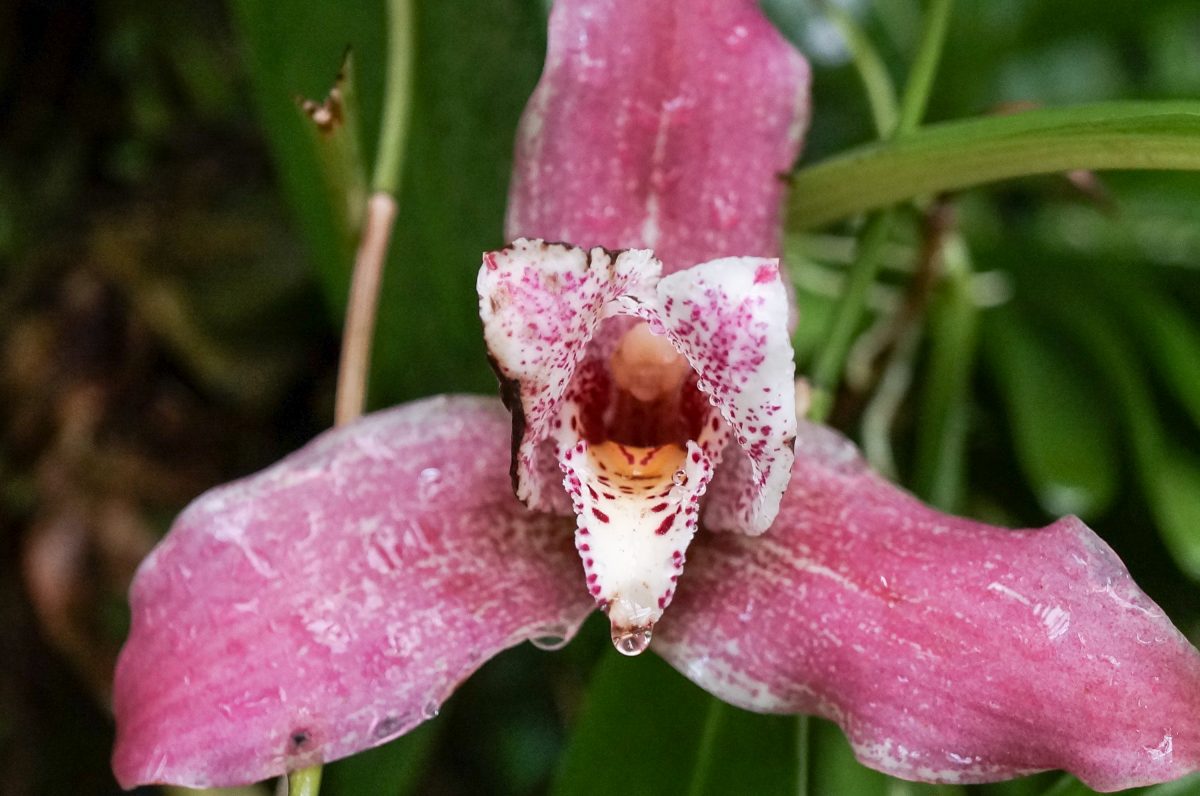 Orquídea Lycaste cuidados y tipos de orquídeas Lycaste