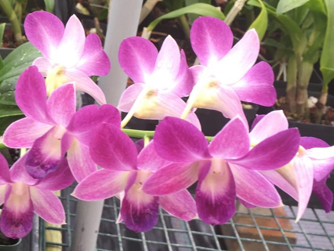 Orquídea Dendrobium, cómo cuidar una orquídea Dendrobium