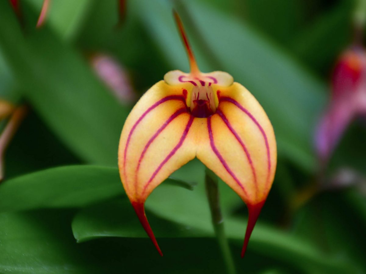 Orquídea Masdevallia, cuidados, cultivo y características 【Fotos】