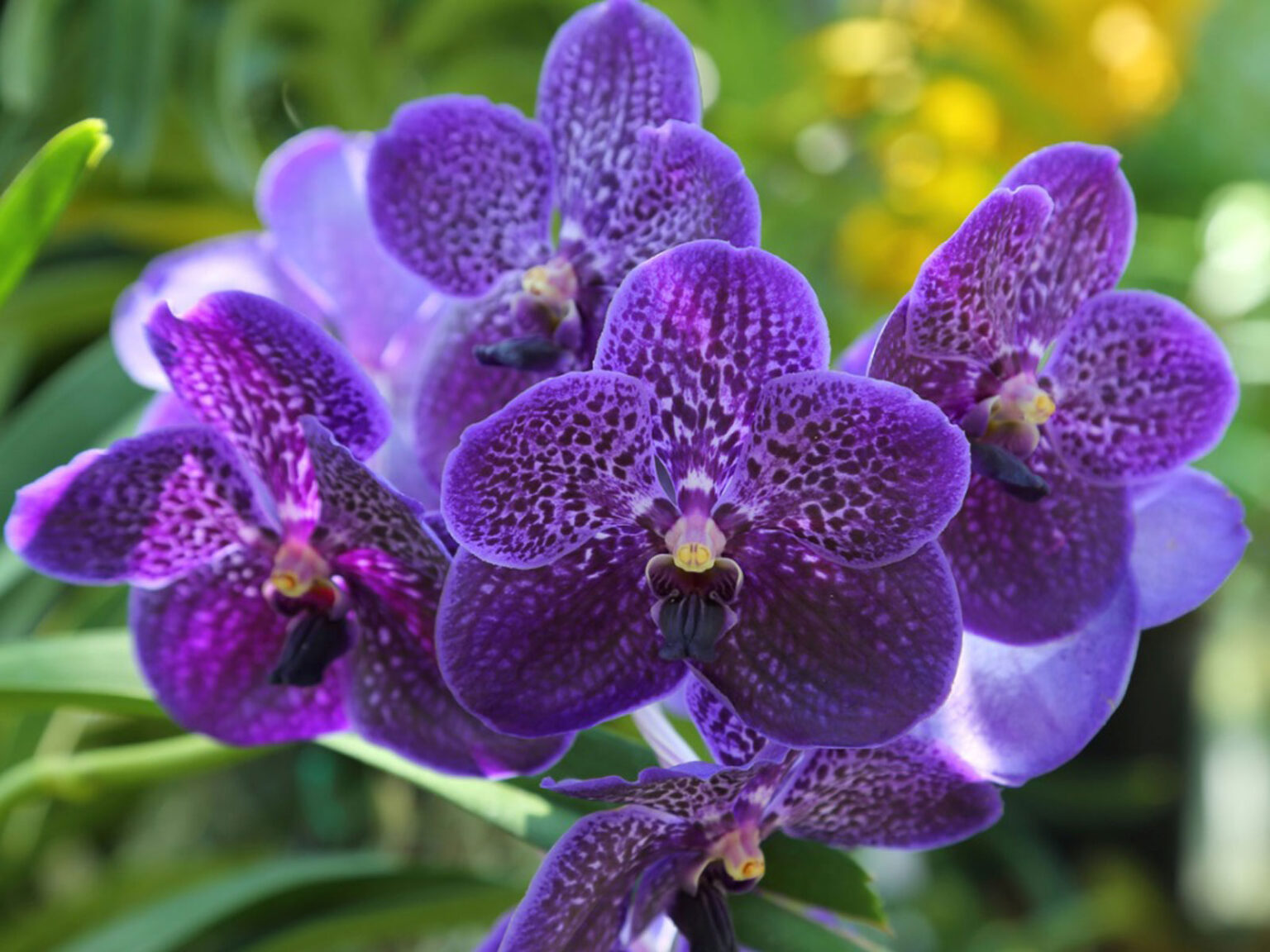 Orquídea Vanda - Orquídeas del Mundo