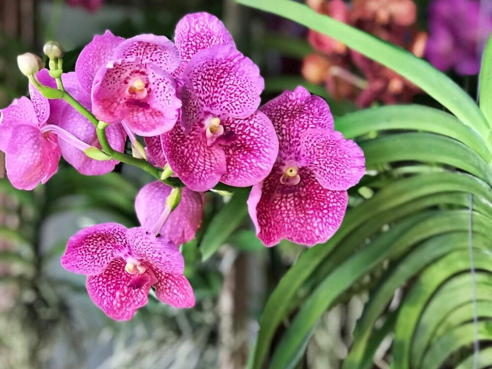 Orquídea Vanda - Orquídeas del Mundo