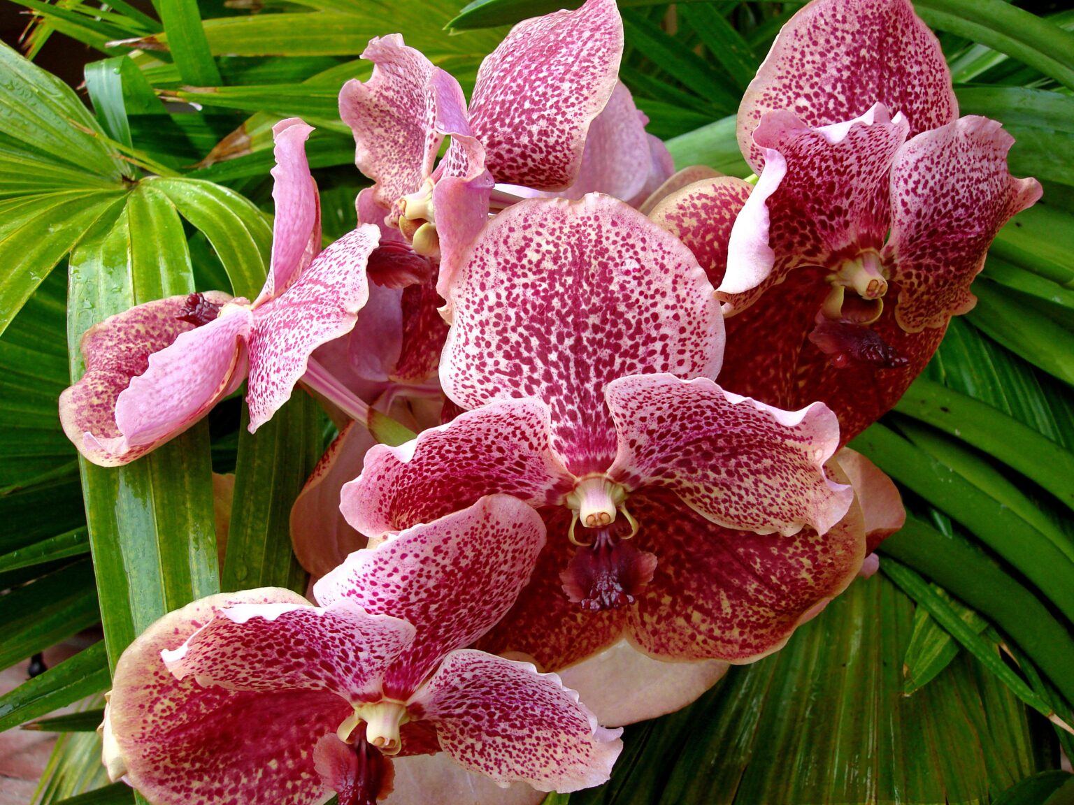 Orquídea Vanda - Orquídeas del Mundo